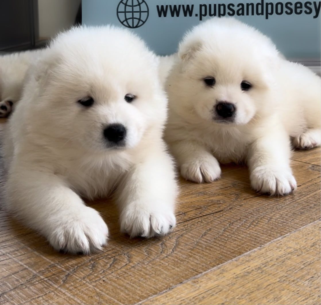 Collections – Pups & Poses Yoga