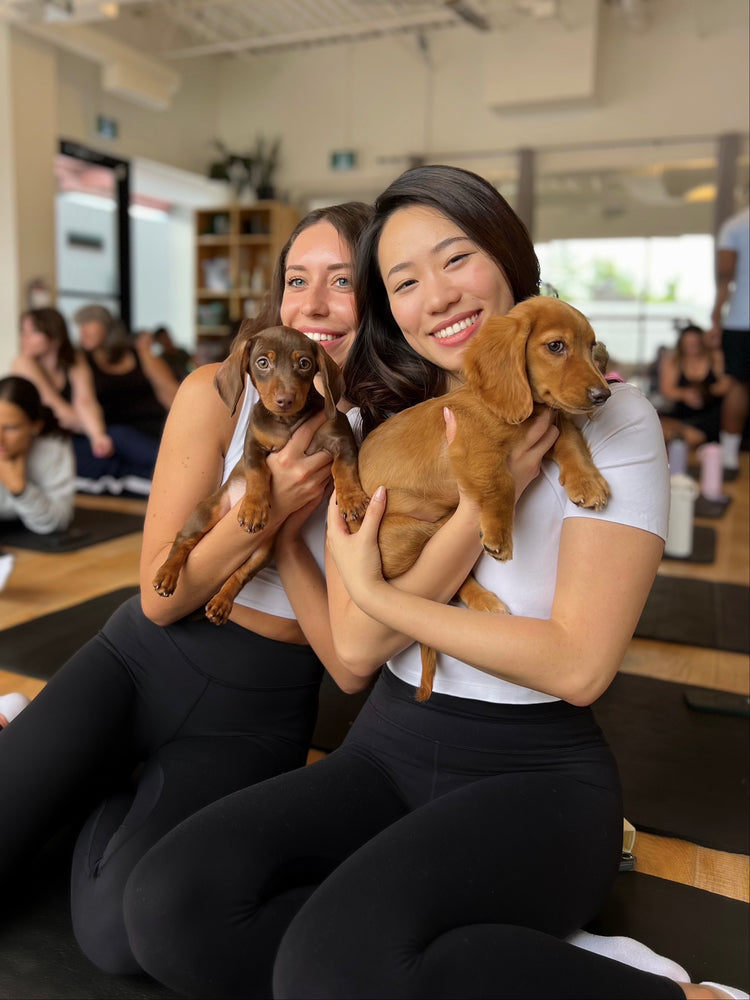 Pups & Poses Yoga -Puppy Yoga Studio